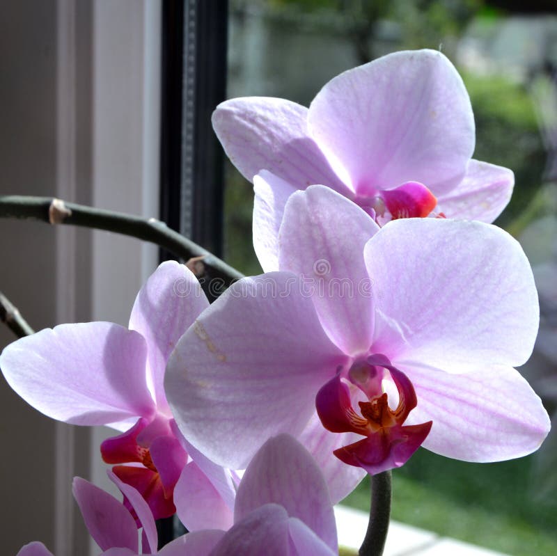 Orhideea photo stock. Image du durée, fleur, rose, orchidée - 84522102