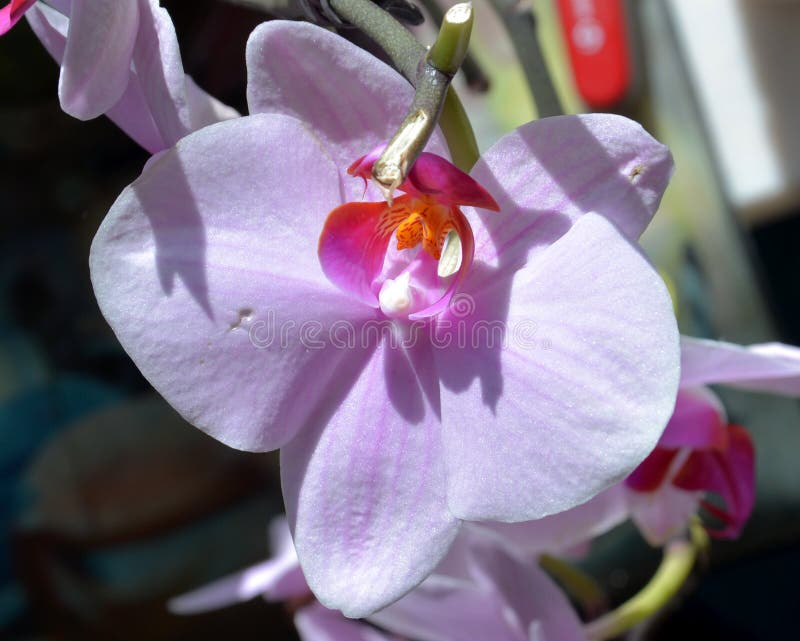Orhideea. Flowers in the Living Room Stock Photo - Image of climate ...