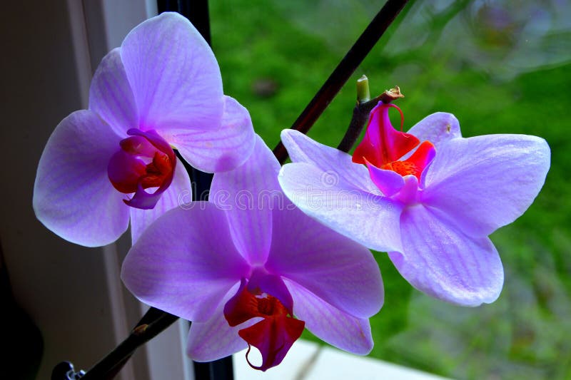 Orhideea. Flowers in the Living Room Stock Photo - Image of hoom ...