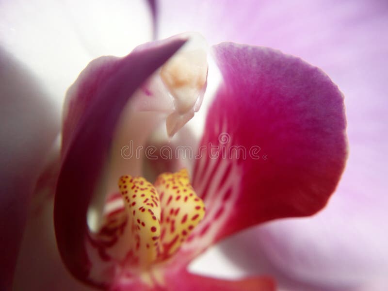 Orhideea stock image. Image of pink, orhideea, flower - 84530109