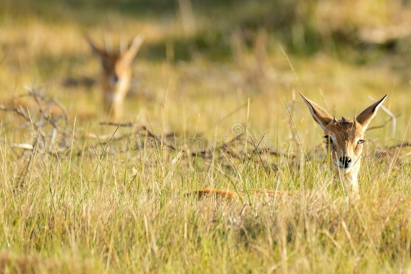 Oribi Buck Lying in the Grass Stock Image - Image of length, watching ...