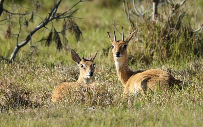 Oribi Buck Standing in the Vedlt Stock Image - Image of lying, camera ...