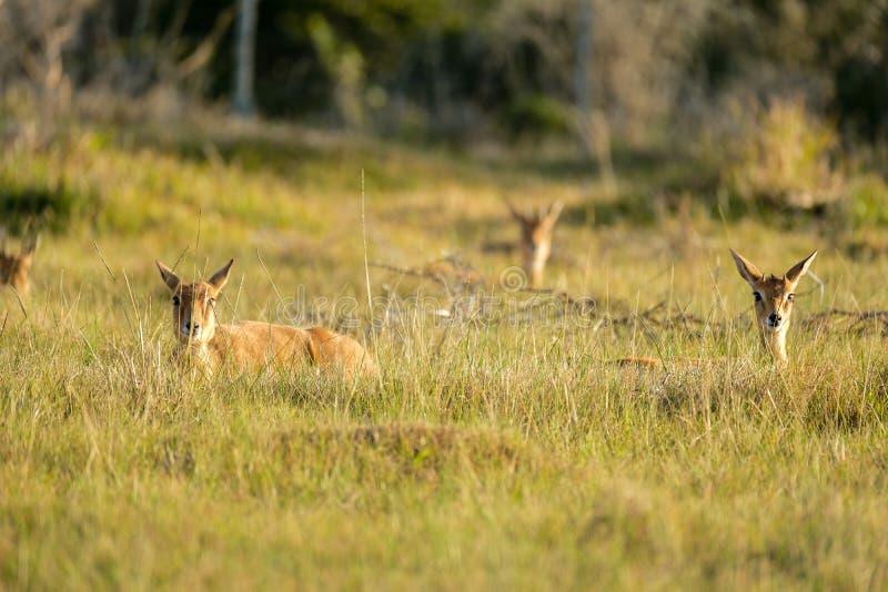 Oribi Buck Standing in the Vedlt Stock Image - Image of lying, camera ...