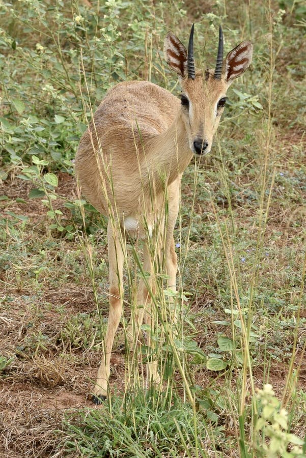 Female Oribi Ourebia Ourebi, Murchison Falls National Park, Uganda ...