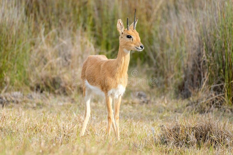 Oribi Buck Lying in the Grass Stock Image - Image of length, watching ...