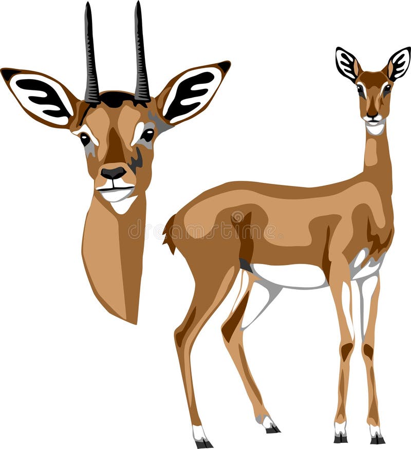 Oribi Vector Stock Illustrations – 2 Oribi Vector Stock Illustrations ...
