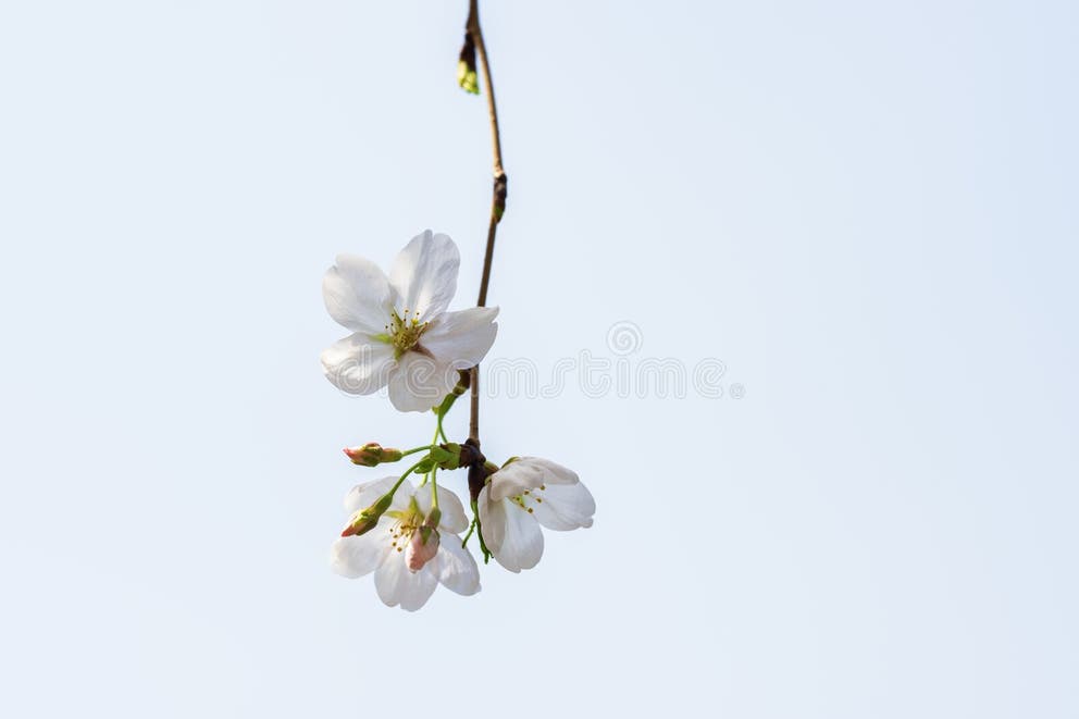 The Orient Cherry Blooming in Spring Stock Photo - Image of spring ...