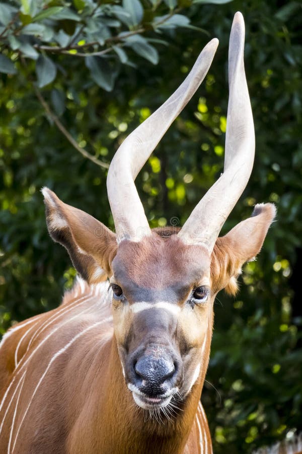 Oriental bongo in a zoo stock image. Image of critically - 191409629