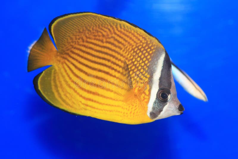Oriental butterflyfish stock photo. Image of aquarium - 48155198