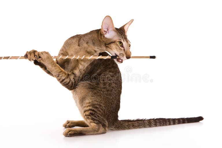 1,476,393 Oriental Chickenmenu Stock Photos - Free & Royalty-Free Stock ...