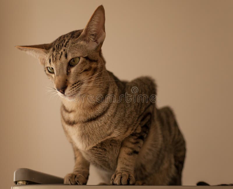 Oriental cat stock photo. Image of baby, love, hair, cute - 69525730