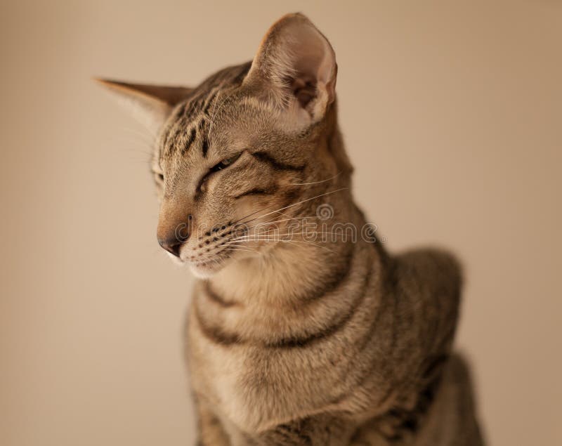 Oriental cat stock image. Image of beautiful, cute, house - 69525935