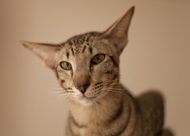 Oriental cat stock photo. Image of claw, companion, childhood - 69526266