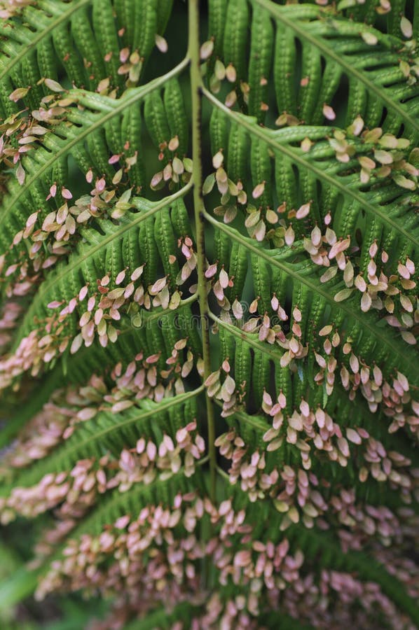 Oriental Chain Fern stock image. Image of isolated, beautiful - 35247851