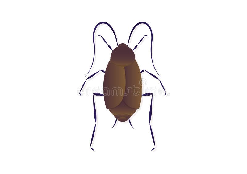 Oriental Cockroach Vector Art Isolated on White Background Stock ...