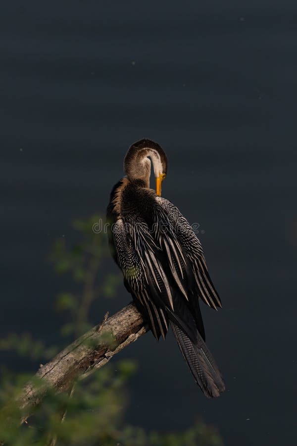 An Oriental Darter Also Called Indian Darter Stock Image - Image of ...