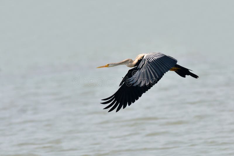 Oriental darter bird stock photo. Image of anhingidae - 66921234