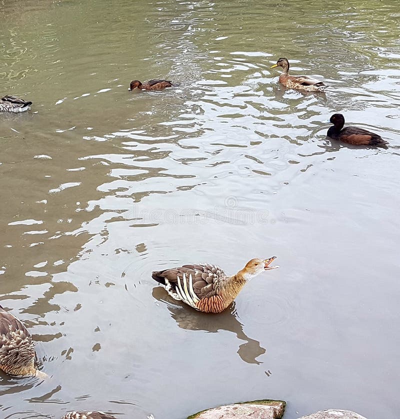 Duck calling stock image. Image of american, water, calling - 125280233