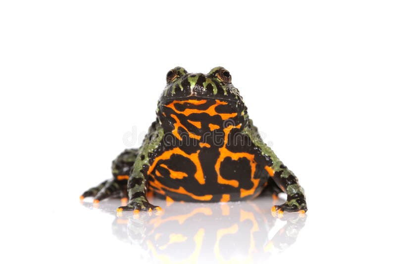 Oriental Fire-bellied Toad, Bombina Orientalis, in Front of White ...