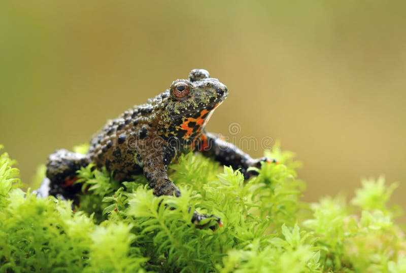 Oriental Fire Bellied Toad Bombina Orientalis Stock Image - Image of ...