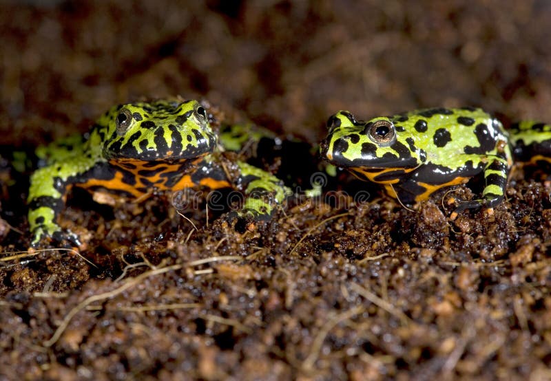 Oriental Fire Bellied Toad Male Green Leaf, China Stock Photo - Image ...