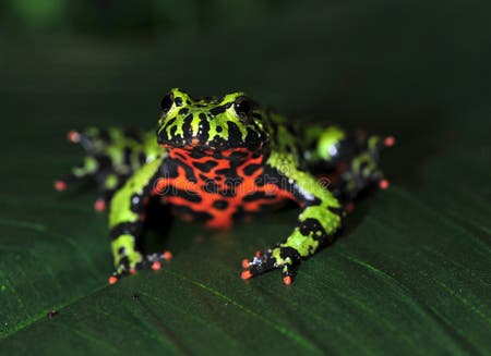 Oriental Firebellied Toad, China Green Frog Stock Image - Image of ...