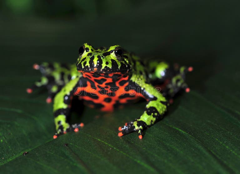 Oriental Firebellied Toad, China Green Frog Stock Image - Image of ...
