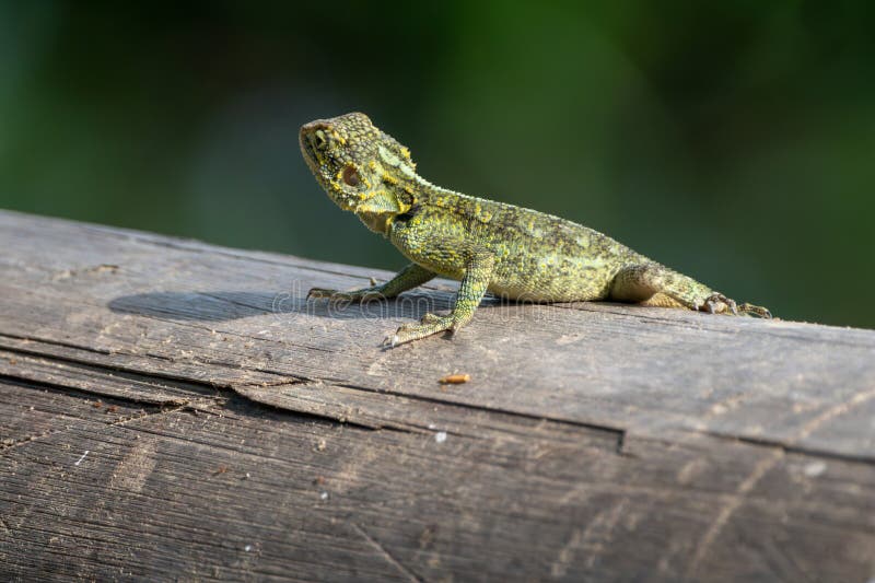 Oriental Forest Lizard Sunning Himself on a Log, in Uganda Stock Image ...