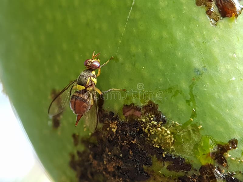 Oriental Fruit Fly Damaged on Mango Fruit. Stock Photo - Image of ...
