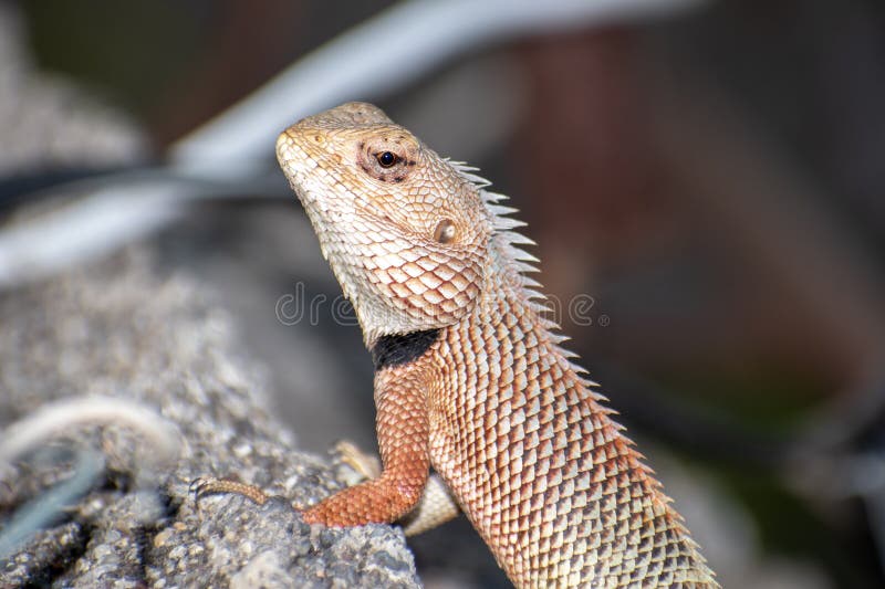 The Oriental Garden Lizard, Also Called the Eastern Garden Lizard ...