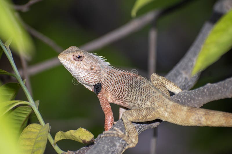 The Oriental Garden Lizard, Also Called the Eastern Garden Lizard ...