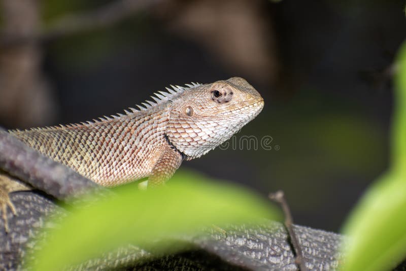 The Oriental Garden Lizard, Also Called the Eastern Garden Lizard ...