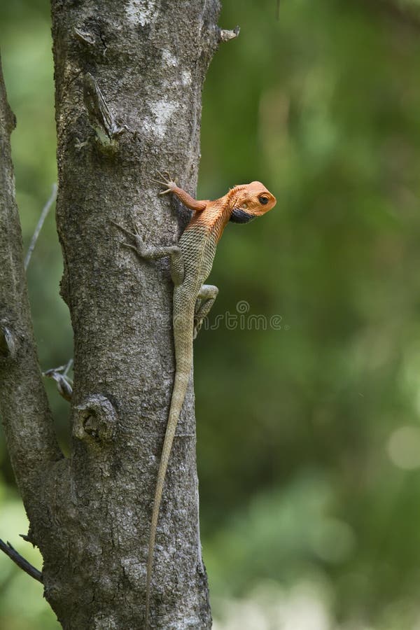 Calotes Versicolor Care Sheet