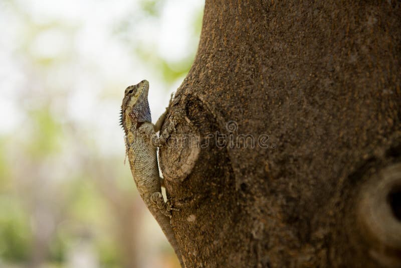 Oriental garden lizard stock image. Image of eastern - 113021901