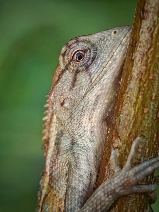 The Oriental Garden Lizard & X28;Calotes Versicolor& X29;, Also Called ...