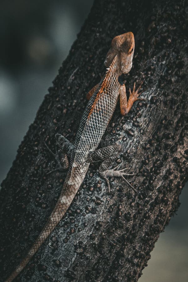 The Oriental Garden Lizard, Eastern Garden Lizard, Indian Garden Lizard ...