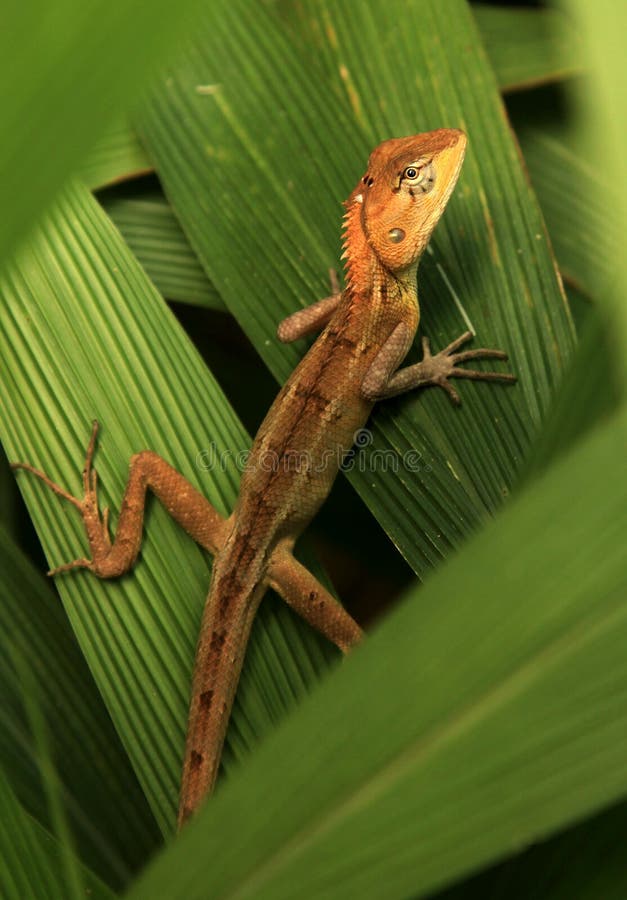 Oriental garden lizard stock image. Image of green, gecko - 52238337