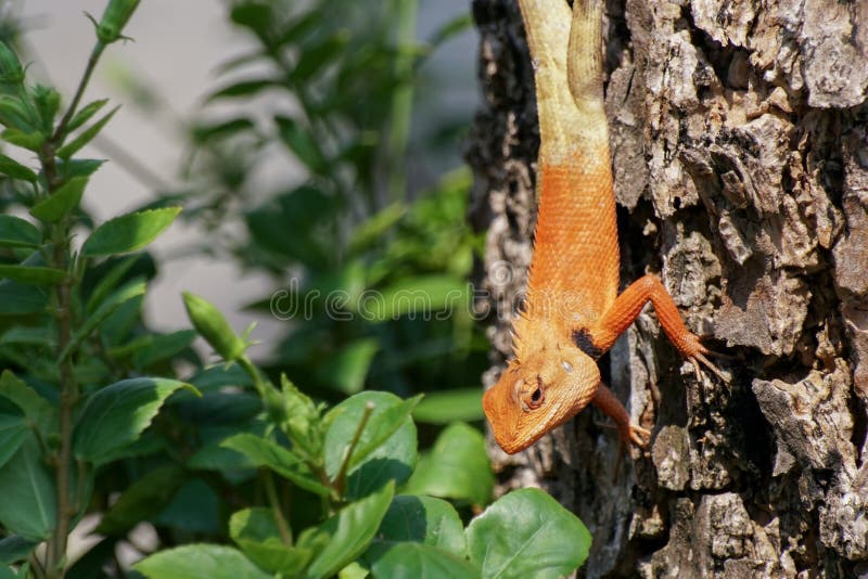 Oriental Garden Lizard Hanging Down from a Tree Stock Photo - Image of ...