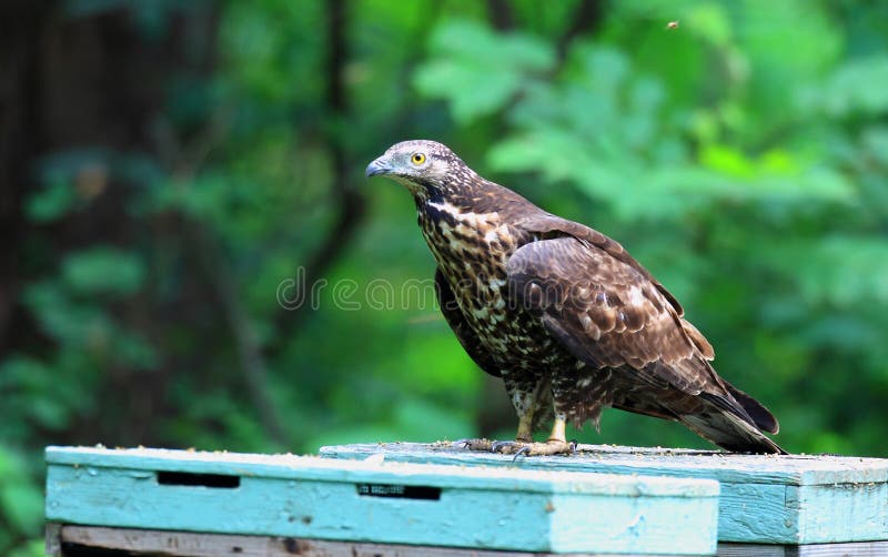 Oriental Honey-buzzard in Japan Stock Photo - Image of animal, oriental ...