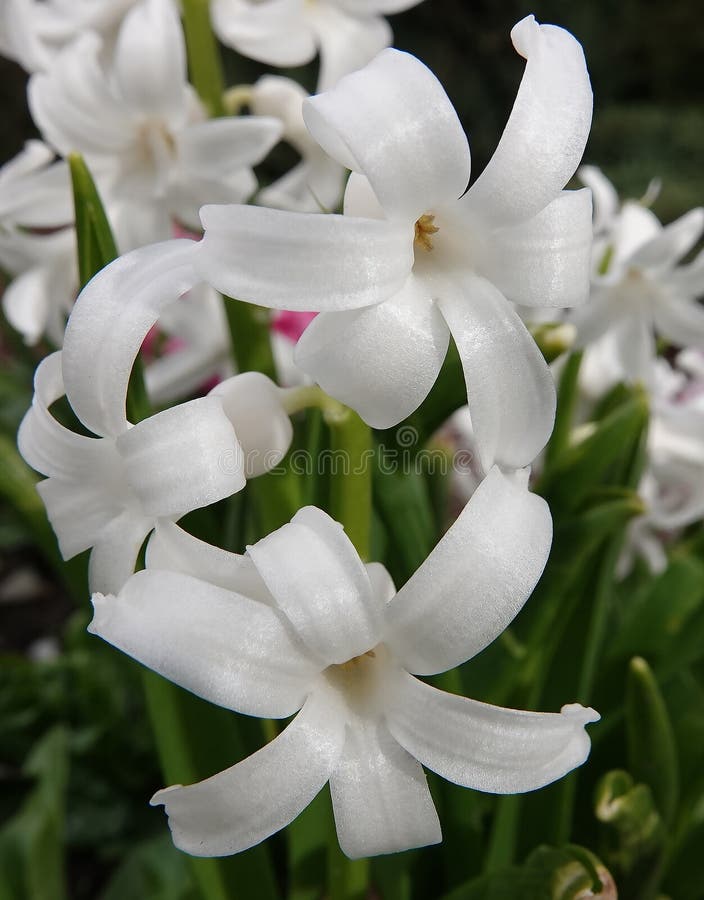 Oriental hyacinth flowers stock image. Image of ukraine - 250894465