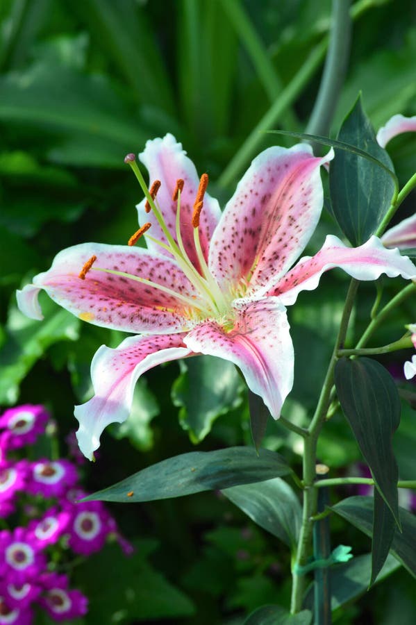 Oriental Lily stock image. Image of cute, bloom, color - 87555997