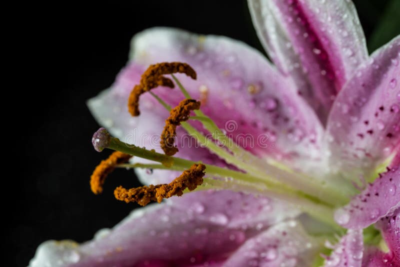 Oriental Lily , Lilium Cernuum Stock Image - Image of oriental, purple ...