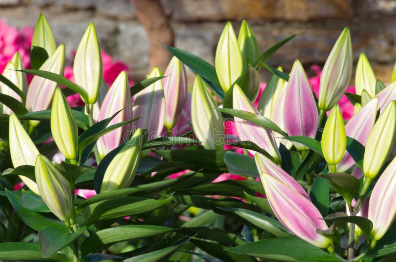 Oriental Lily Plants and Closed Buds Stock Image - Image of flower ... Oriental Lily Plants and Closed Buds Stock Image - Image of flower ...