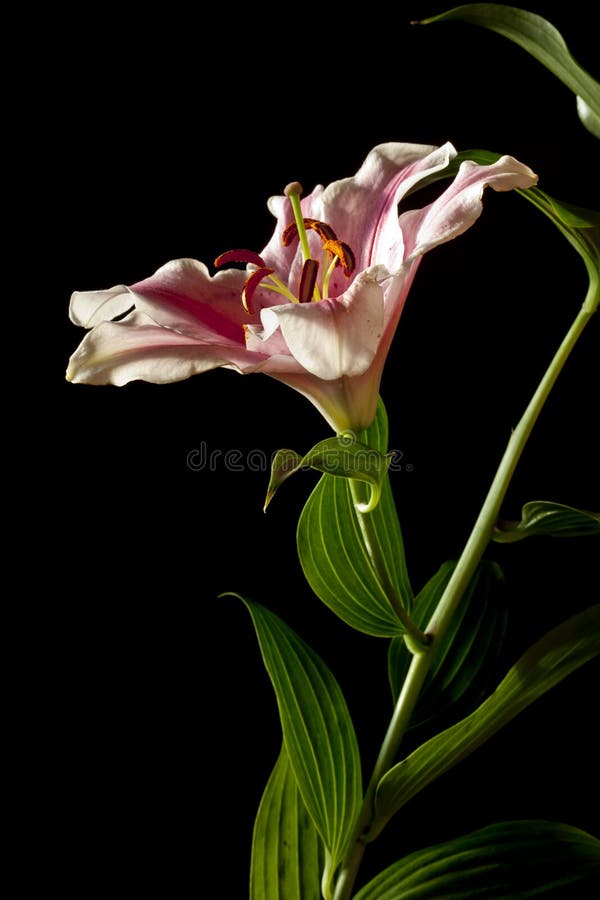 Oriental Lily , Lilium Cernuum Stargazer Stock Photo - Image of spotted ...