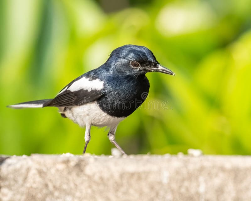 Oriental Magpie Bird on a Concrete Surface Against a Blurred Background ...