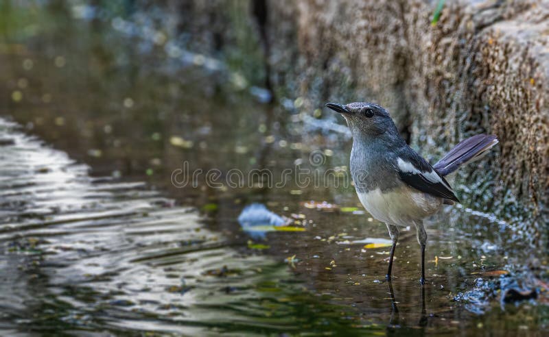 Oriental Magpie Drinking Water from Lake Stock Photo - Image of ...