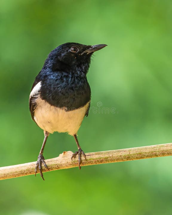 Frontal Close Up of a Oriental Magpie Stock Image - Image of male ...