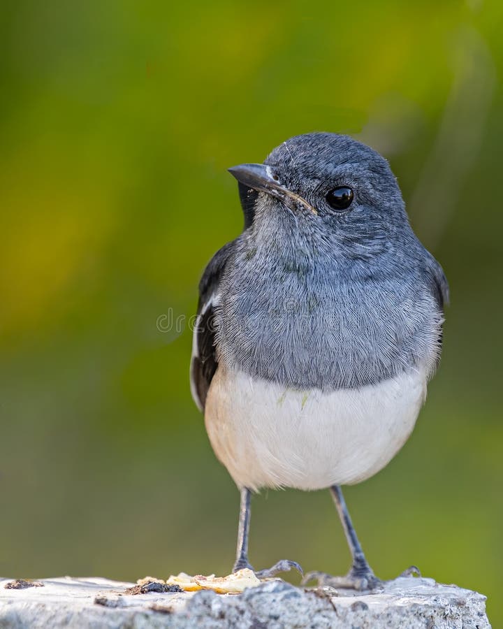 A Oriental Magpie Juvenile Looking into Camera Stock Photo - Image of ...