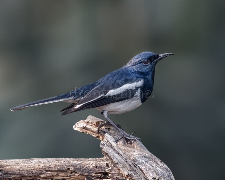 A Oriental Magpie Looking into Camera Stock Image - Image of green ...