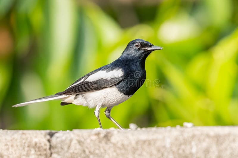 A Oriental Magpie Portrait while Sitting Stock Photo - Image of perched ...